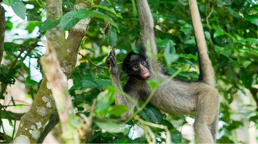 The Monkey Island - Tours y Excursiones en Perú